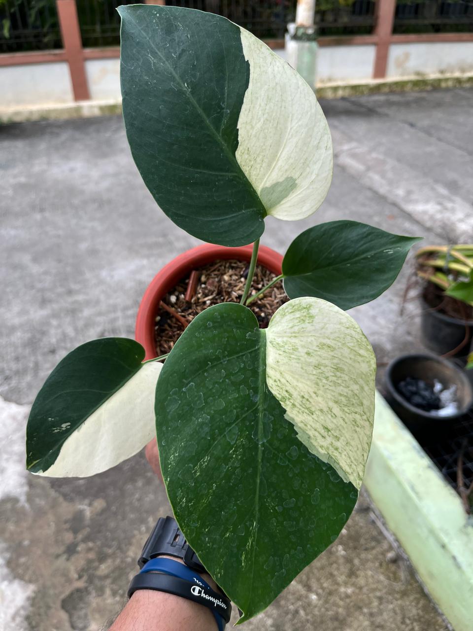 Monstera "Jungle Mint" variegated *Preorder* (7498P:2) | Rare Aroid – OrchidBox