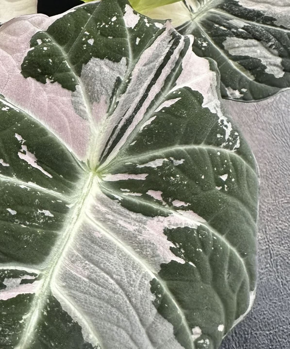 Variegated Alocasia | Rare Alocasia Plants - OrchidBox