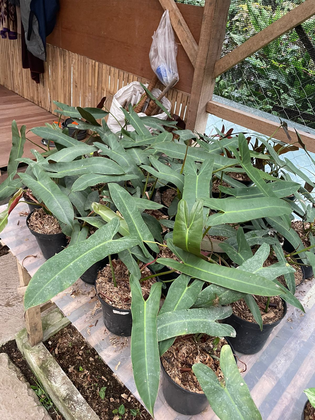Philodendron 69686 Grower's Choice *Now In Stock* (5945P:G) | Rare Aro ...