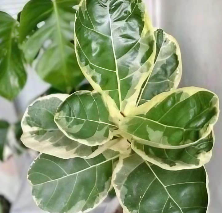 Ficus lyrata variegated TC Plantlet *Preorder* (6531P:G) – OrchidBox