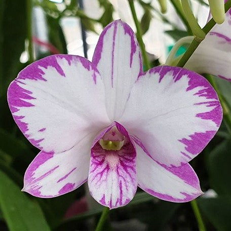Dendrobium Enobi Purple 'Splash' AM/AOS 3.0" *Preorder* (3668P:G) | Ra ...