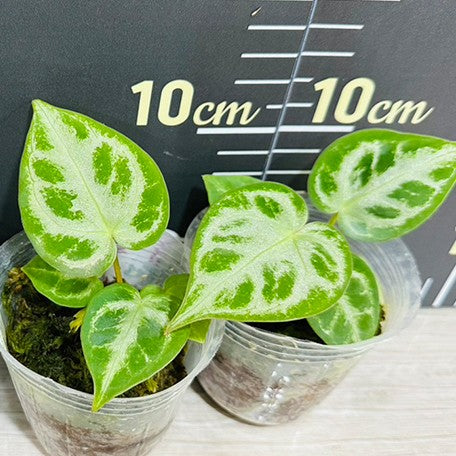 Anthurium 'Silver Blush' 2.5" *Preorder* (7314P:G) | Rare Aroid – OrchidBox