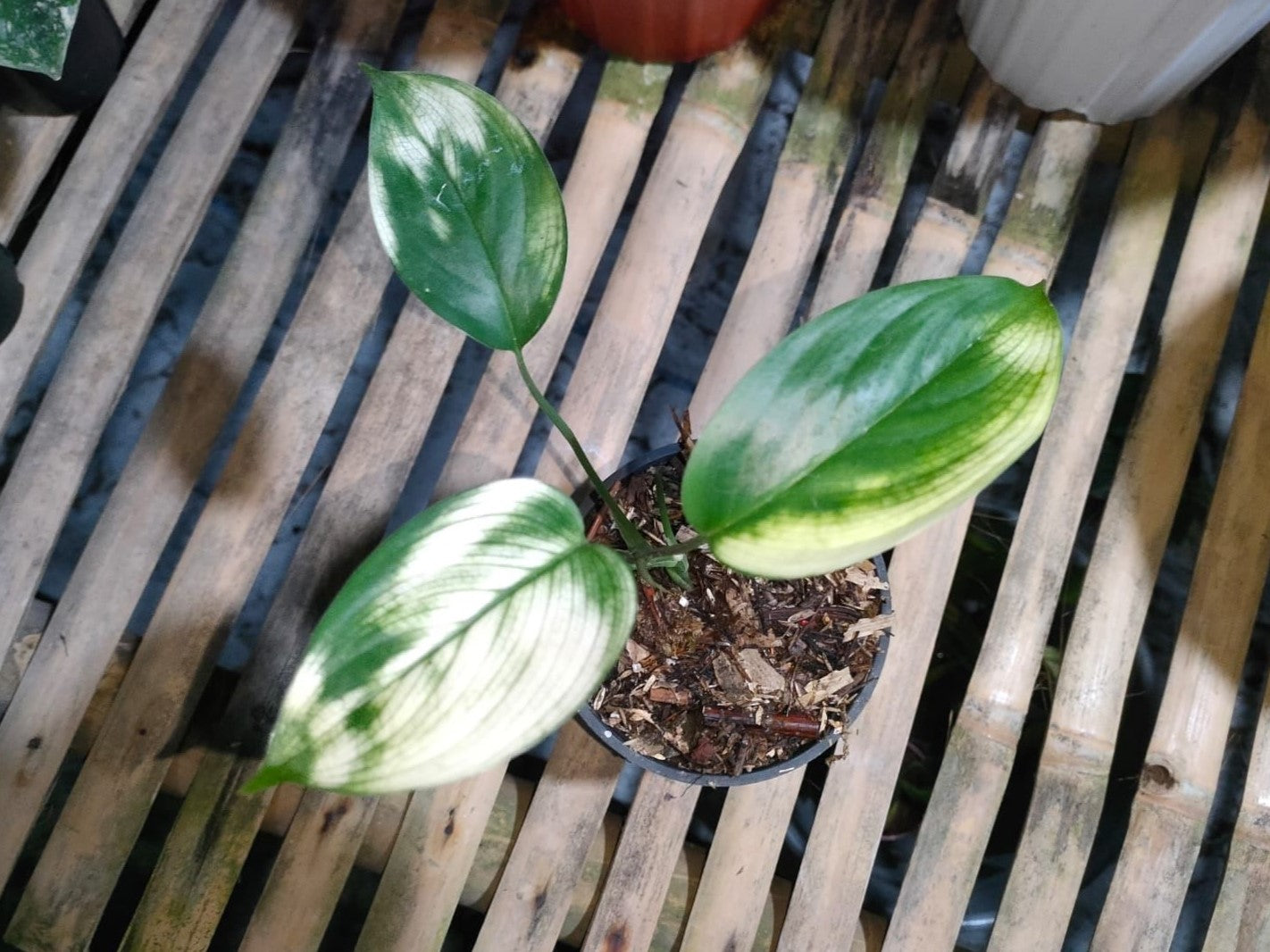 Scindapsus "White Monster" variegated SM 1-2 leaves Grower's Choice *N ...