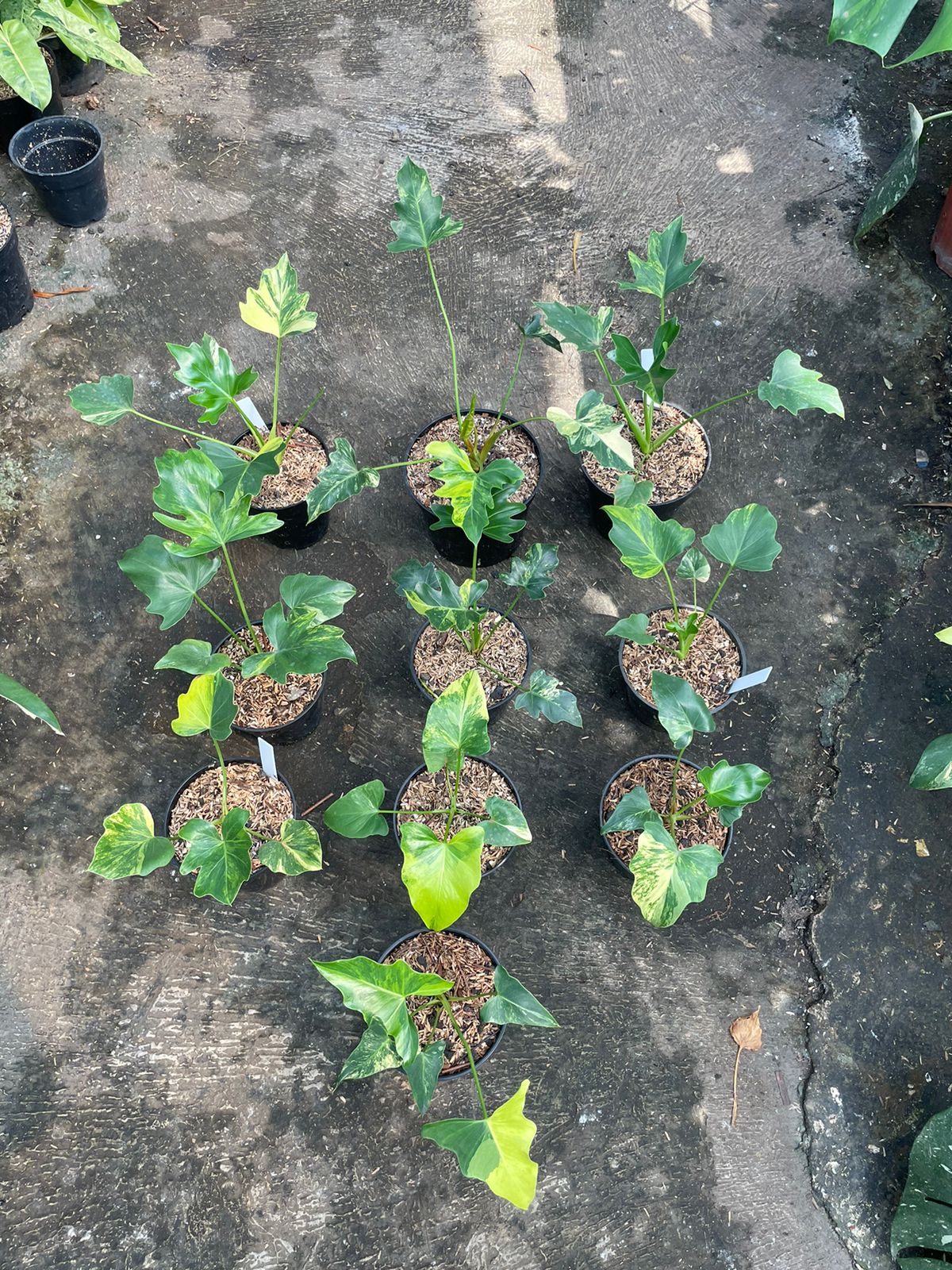 Thaumatophyllum "Java Beauty" variegated *Preorder* (6346P:3) | Rare A ...