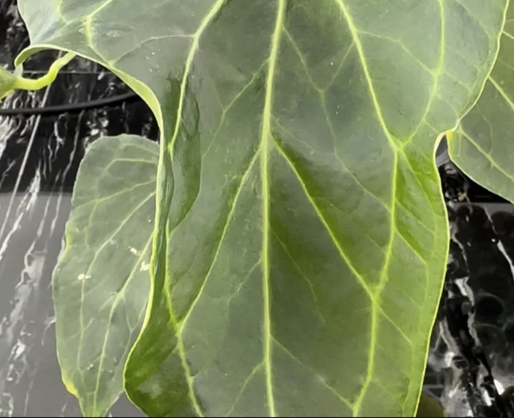 Anthurium "Delta Force" TC Plantlet *Preorder* – OrchidBox
