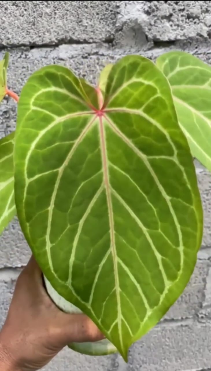 Anthurium "Red Java" Large Size 2-3 leaves *Preorder* (7101P:G) | Rare ...