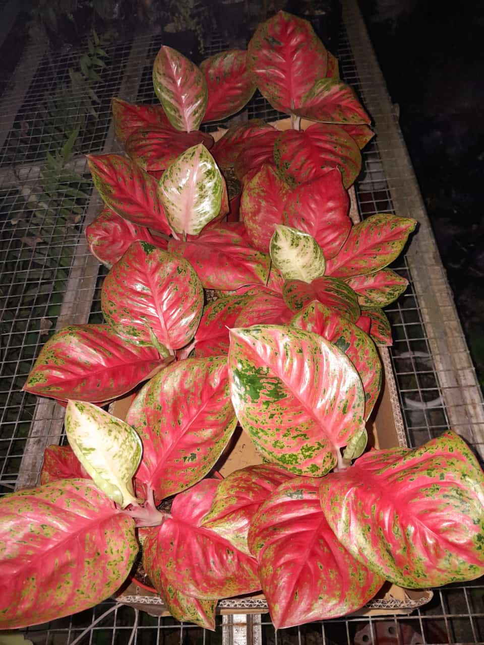 Aglaonema "Golden Komkom" variegated *Preorder* (6617P:3) | Rare Aroid ...