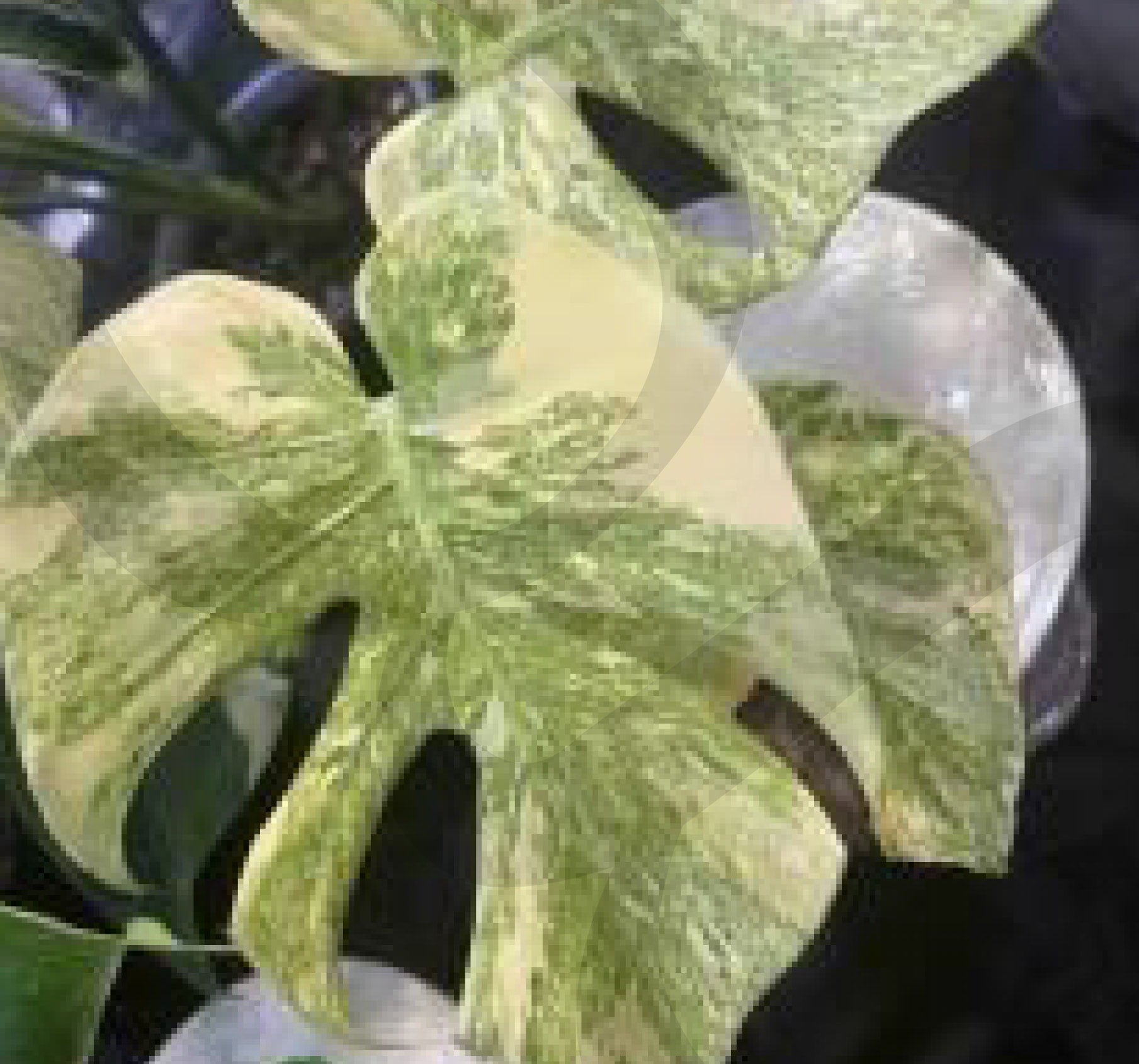 Monstera deliciosa "Green Snow" variegated TC Plantlet *Preorder ...