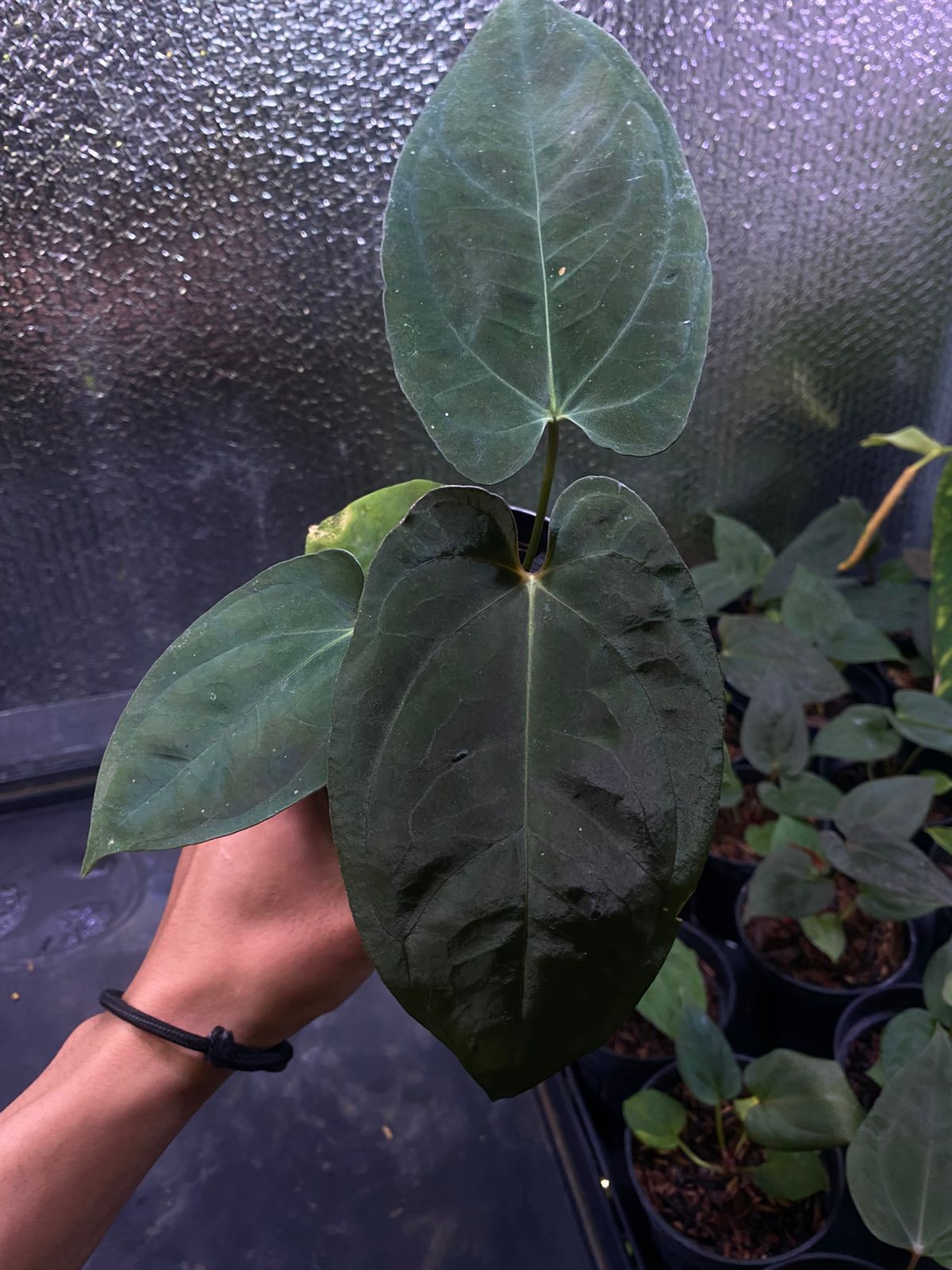 Anthurium "Goliath" Large Plant *Preorder* (6885P:2) | Rare Aroid ...