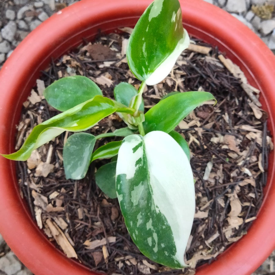 Philodendron "Code 69686" x squamiferum variegata variegated *Preorder ...