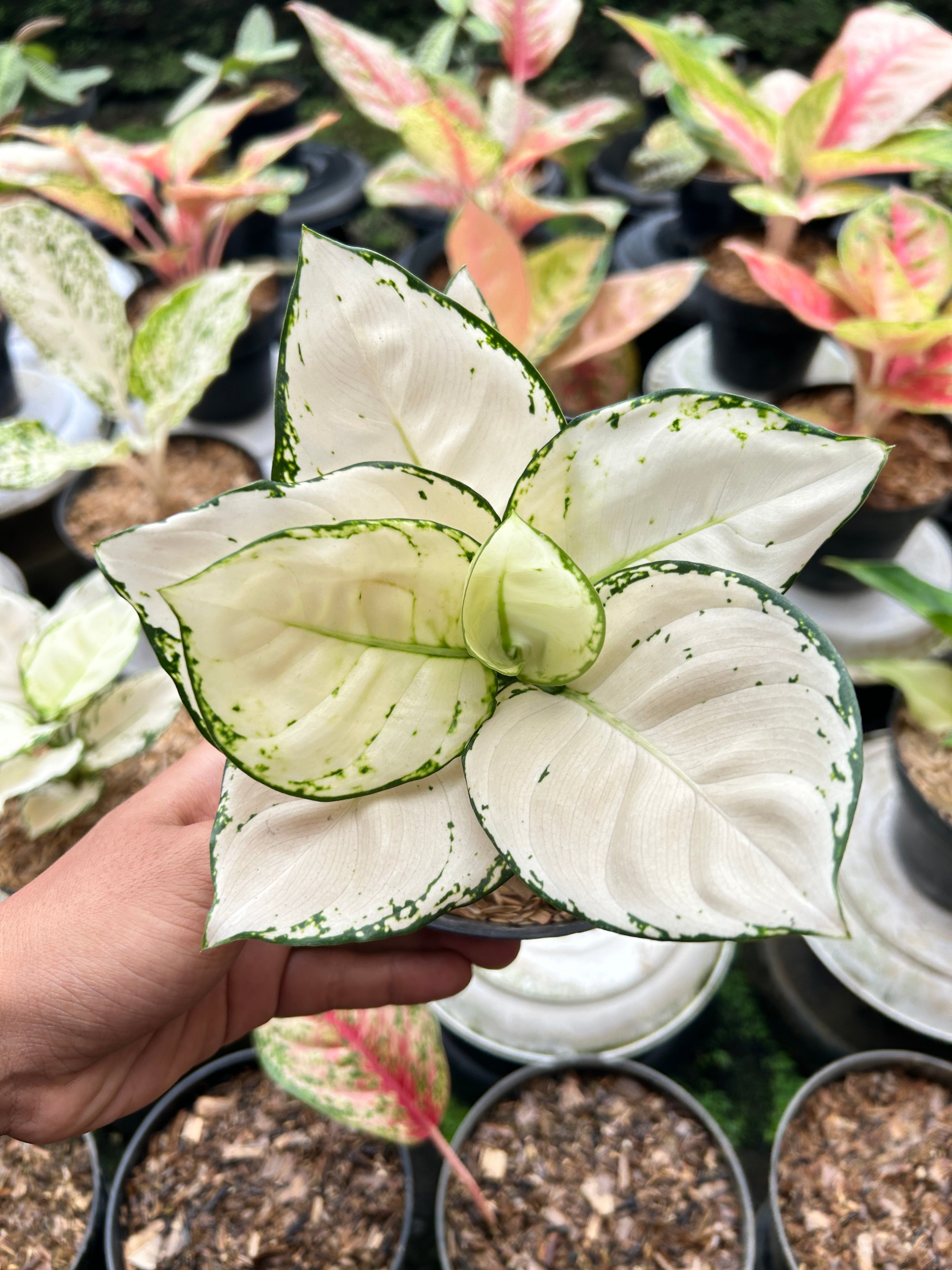 Aglaonema "Super White" variegated Grower's Choice *Now In Stock* (573 ...