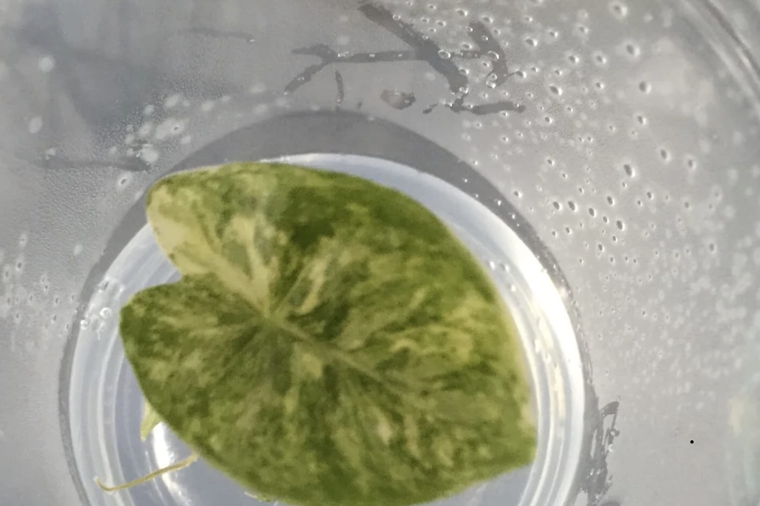 Alocasia calidora "Pink Dragon" variegated *Preorder* (1762P:3) | Rare ...