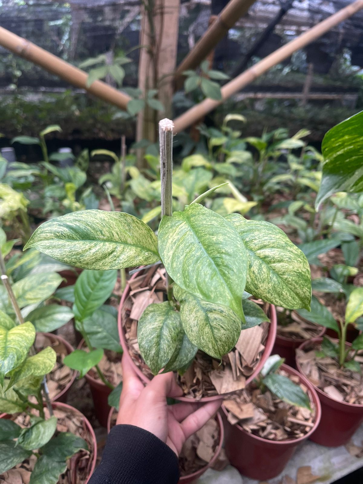 Rhaphidophora puberula variegated *Preorder* (5949P:3) | Rare Aroid ...