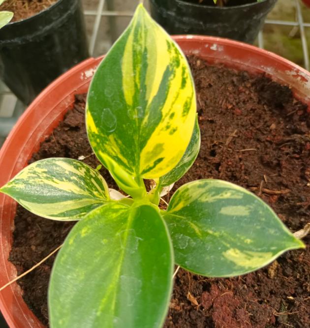 Philodendron "Little Apple" variegated TC Plantlet *Preorder* (7021P:G ...
