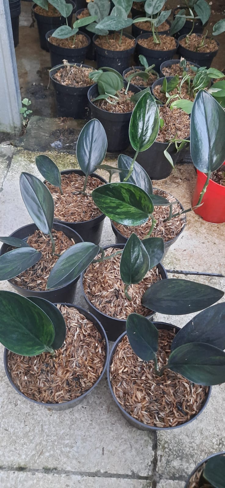 Scindapsus treubii "Dark Form" "Green on Green" *Preorder* (6683P:G ...