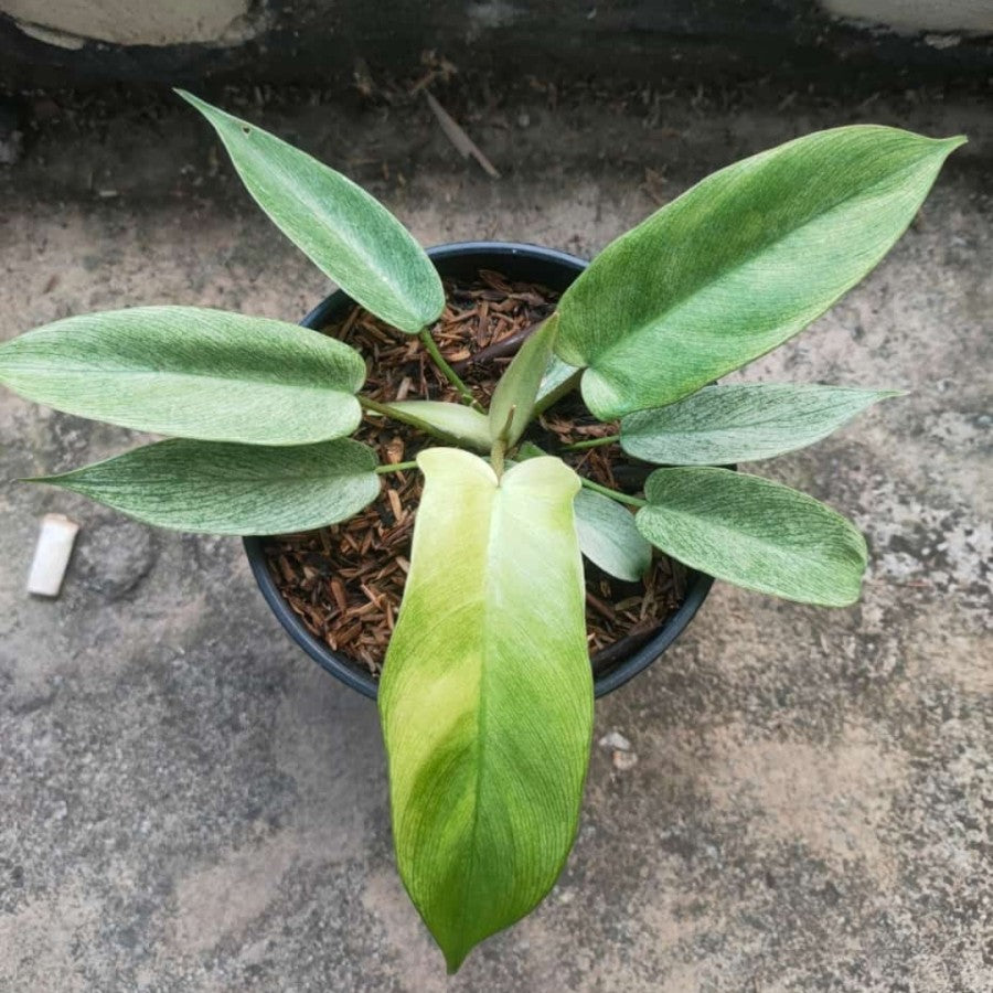 Philodendron "Florida Ghost" x "Bob Cee" variegated *Preorder* (6693P ...