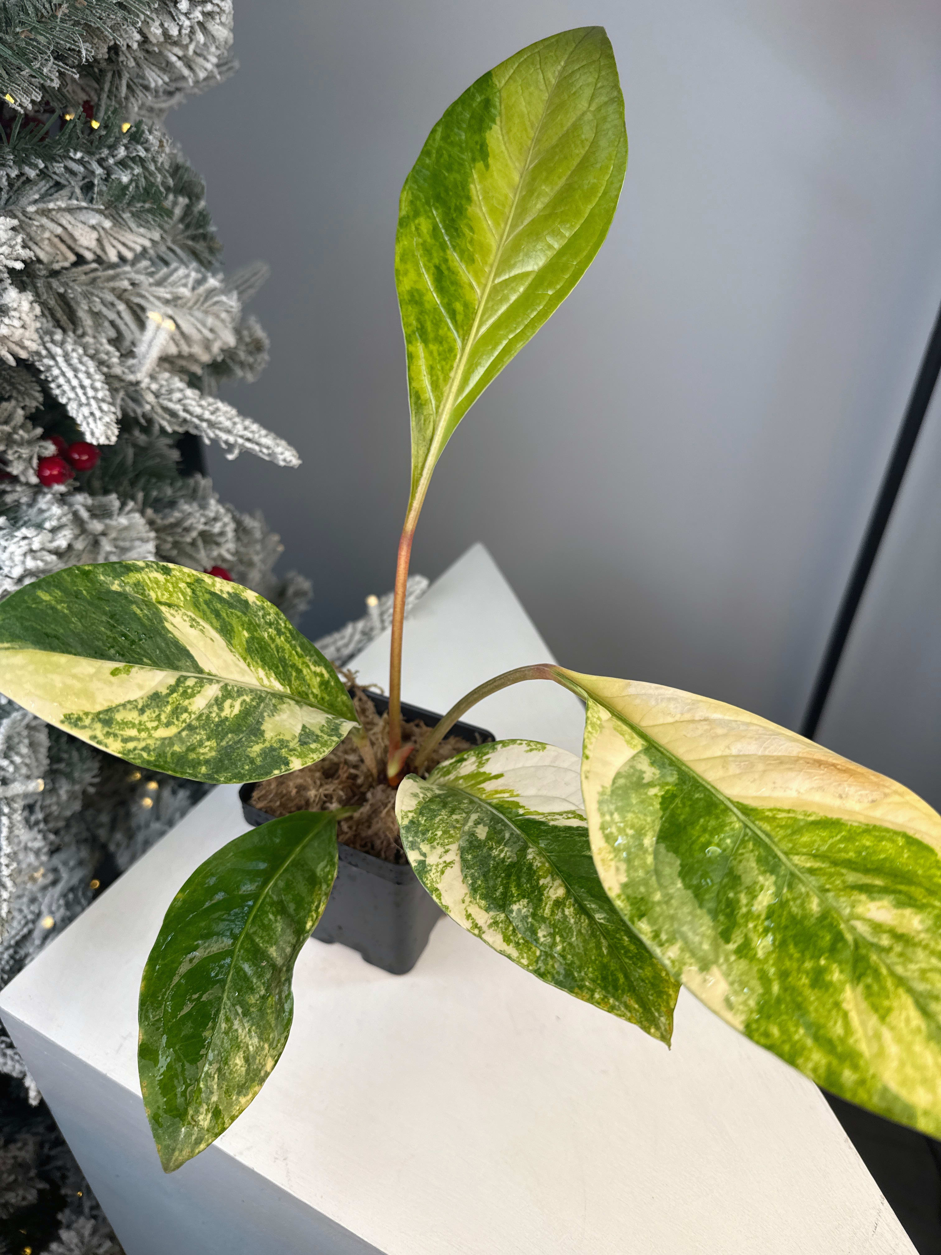 Anthurium "Scorpion" variegata (F1) | Exact Plant – OrchidBox