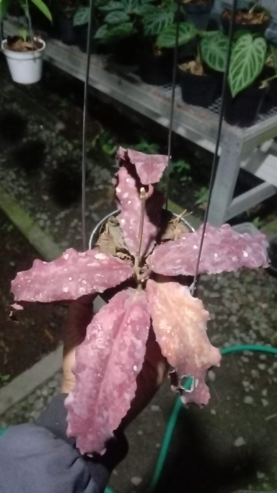 Hoya undulata Red *Preorder* (6616P:G) | Rare Hoya – OrchidBox