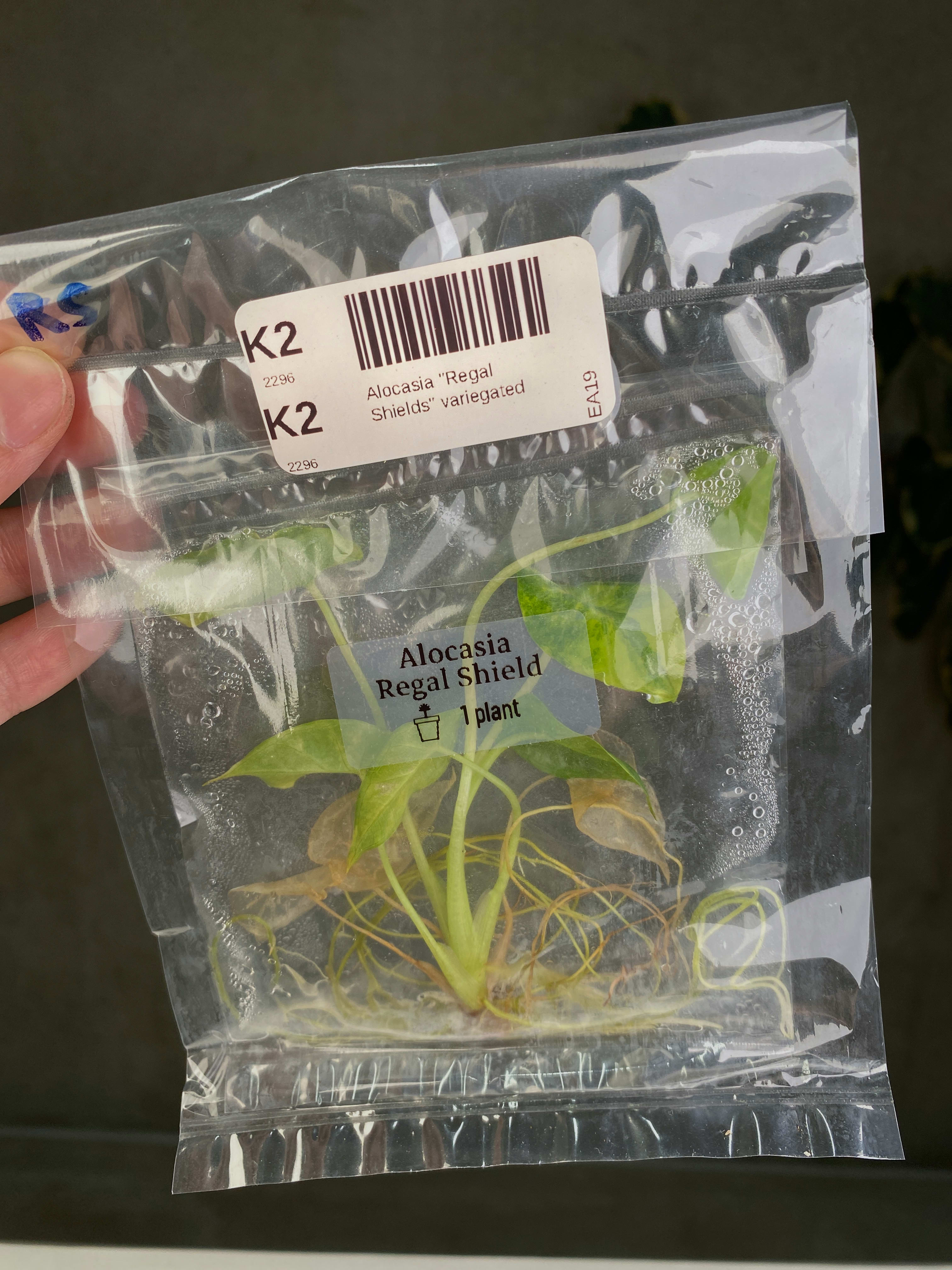 Alocasia "Regal Shields" variegated TC Plantlet (K2) | Exact Plant ...