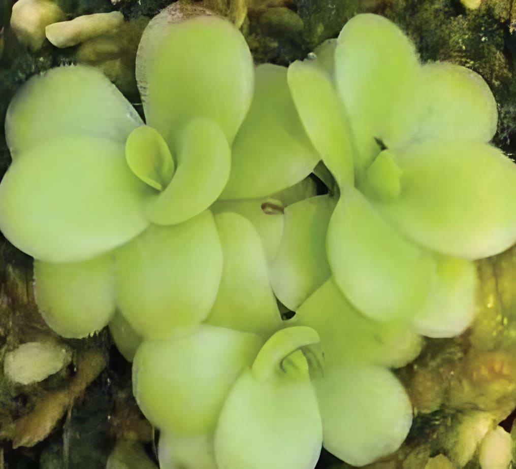 Pinguicula sp. Guatemala TC Plantlet Grower's Choice *Now In Stock* (7 ...