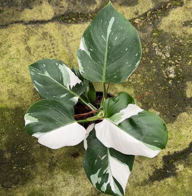 Philodendron "White Wizard" variegated TC Plantlet Grower's Choice *In ...