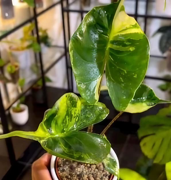 Alocasia "Stingray" "Aurea" variegated TC Plantlet *Preorder* (6601P:3 ...