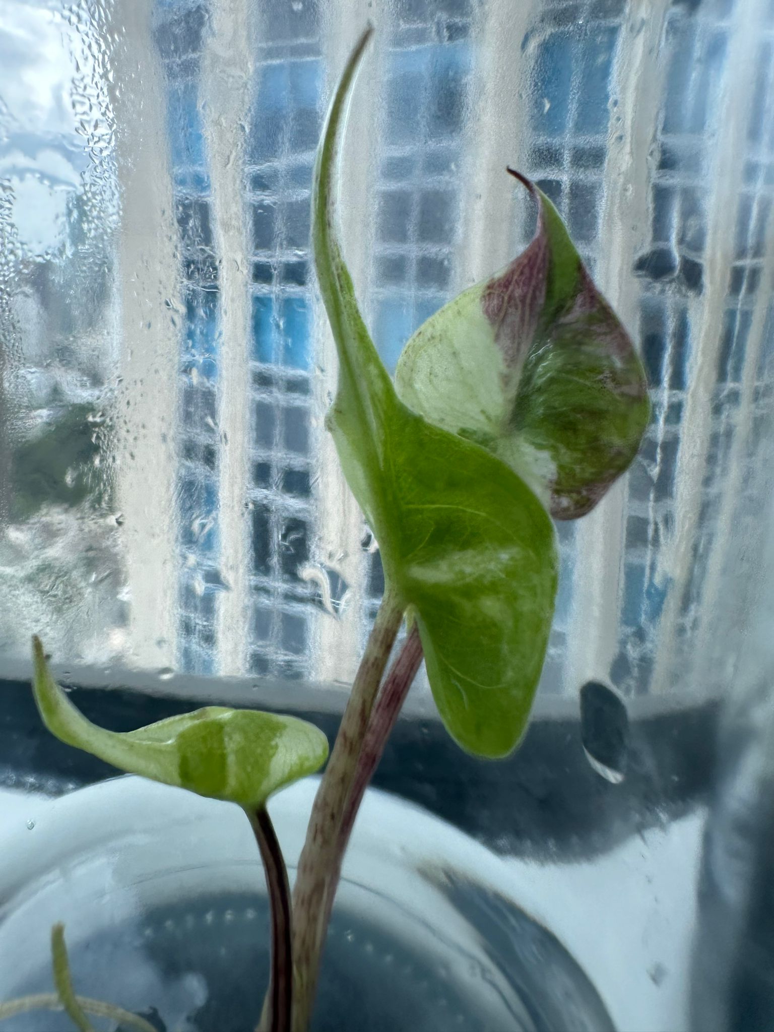 Alocasia "Stingray" "Pink" variegated *Preorder* – OrchidBox