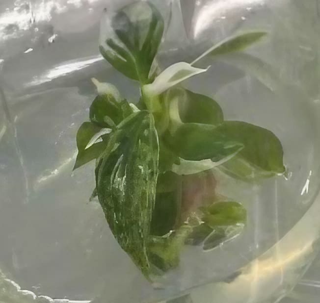 Philodendron "Yellow Wizard" variegated Grower's Choice *Now In Stock ...