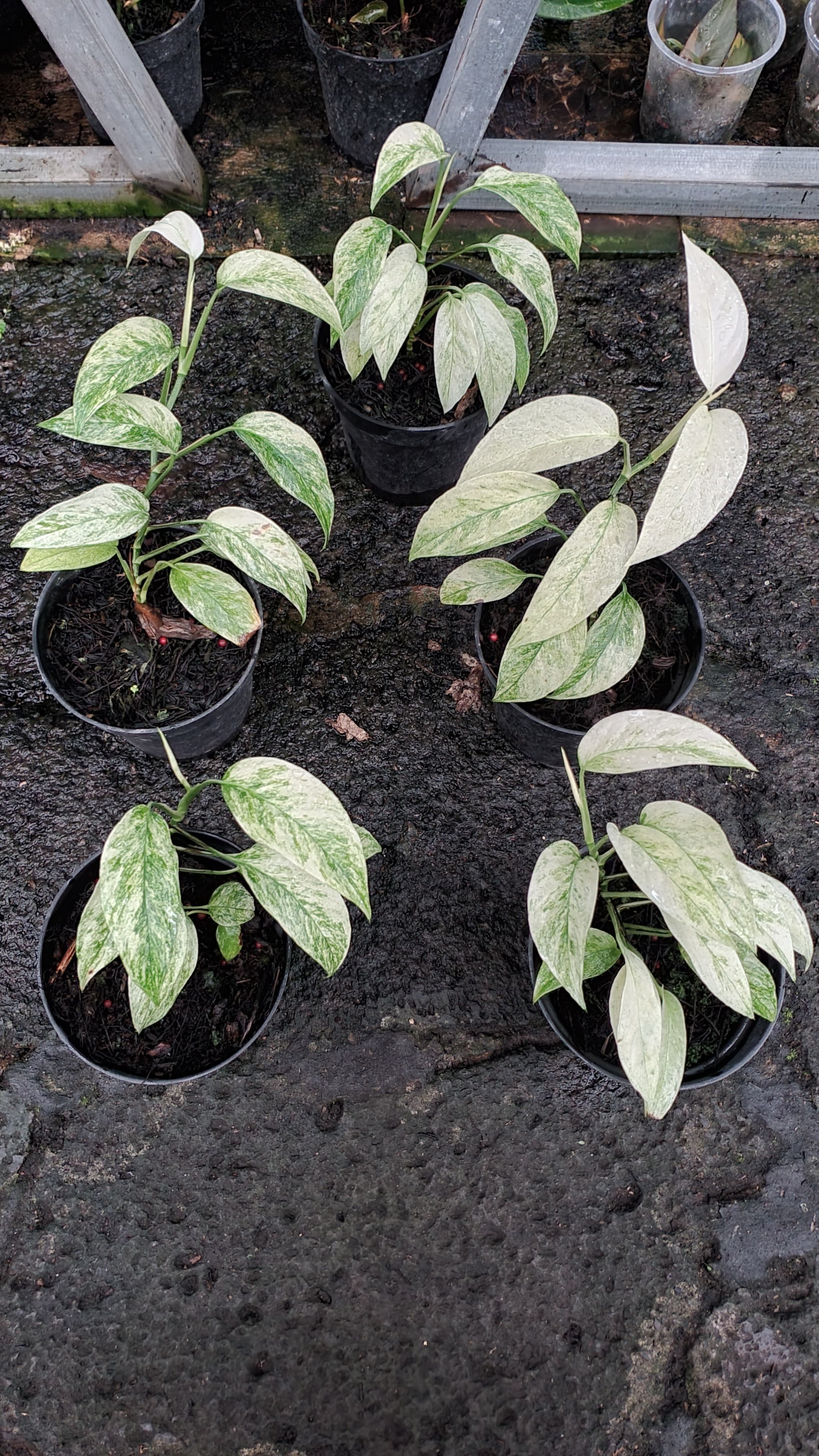 Monstera laniata "Mint" variegated Grower's Choice *Now In Stock* (716 ...